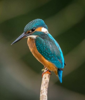 Solve Determined looking bird jigsaw puzzle online with 72 pieces