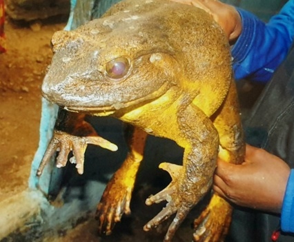 Solve THE GOLIATH FROG jigsaw puzzle online with 30 pieces