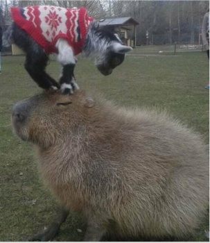 Solve Capybara and its Goat. jigsaw puzzle online with 20 pieces