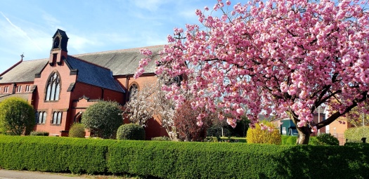 Solve Church with Cherry Blossom Tree jigsaw puzzle online with 36 pieces