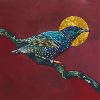 Solve European Starling jigsaw puzzle online with 81 pieces