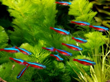 Solve FRESHWATER TROPICAL FISH jigsaw puzzle online with 80 pieces