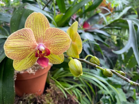 Solve Muttart Conservatory jigsaw puzzle online with 130 pieces