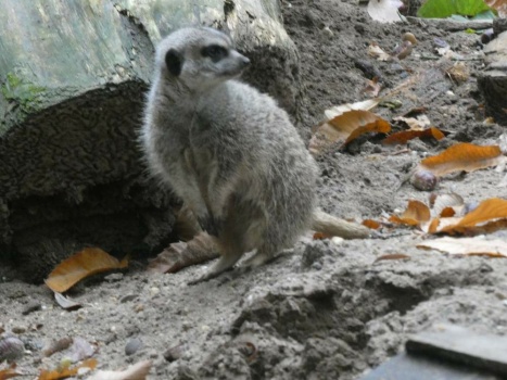 Solve Visiting Ouwehands Dierenpark, Zoo, Rhenen. Nov. 2022 jigsaw puzzle online with 12 pieces