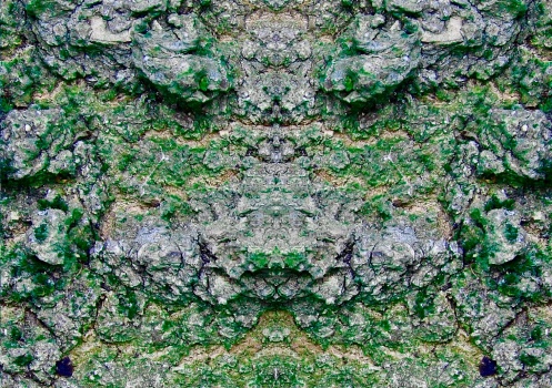 Solve The Trees Have Eyes jigsaw puzzle online with 96 pieces